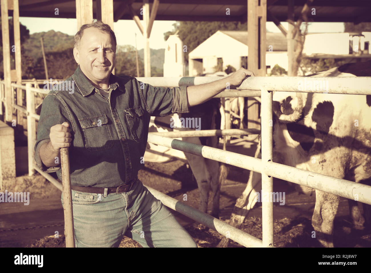 Portrait of confident senior man owner of dairy farm Stock Photo - Alamy