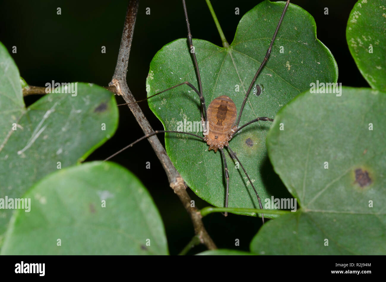 Order opiliones hi-res stock photography and images - Alamy