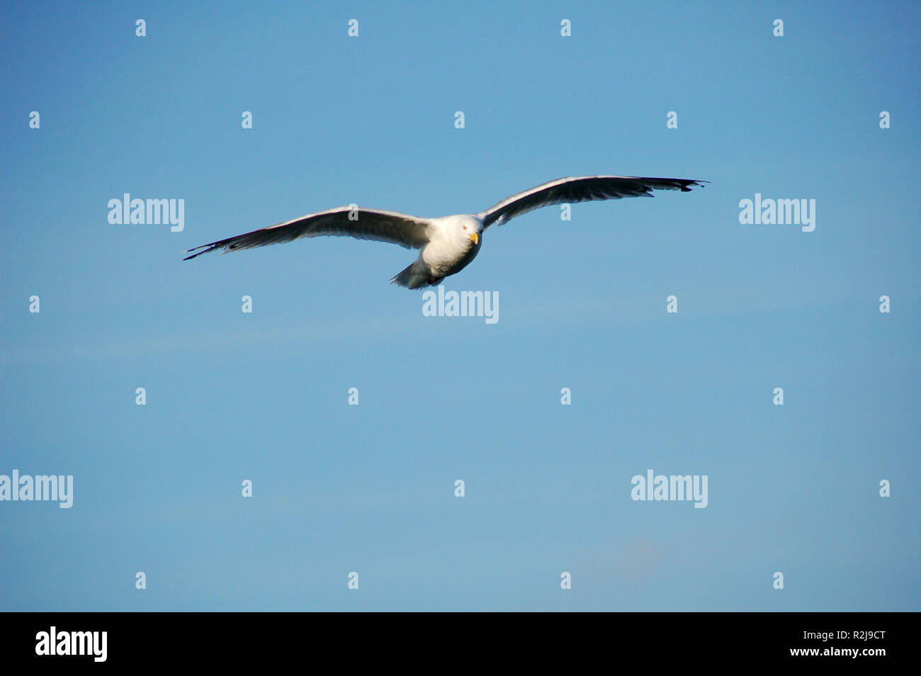Bird navigation seafaring birds hi-res stock photography and images - Alamy