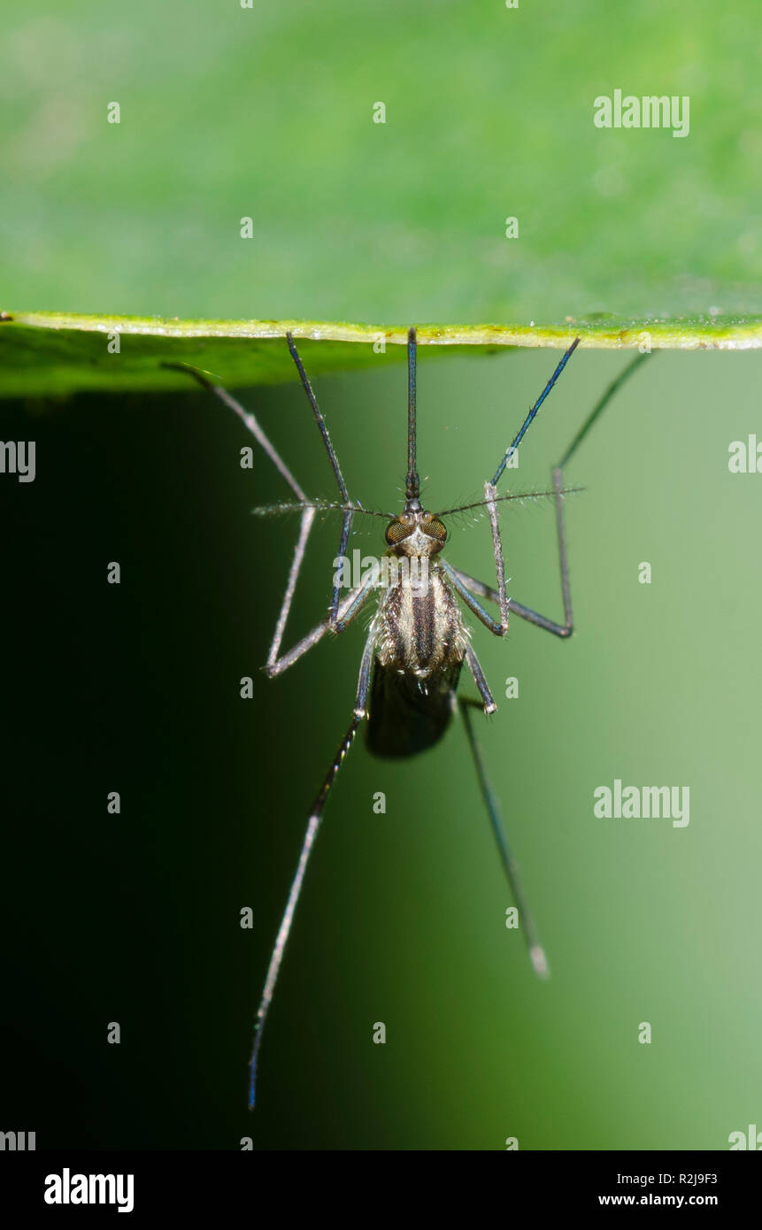 Mosquito, Family Culicidae Stock Photo - Alamy
