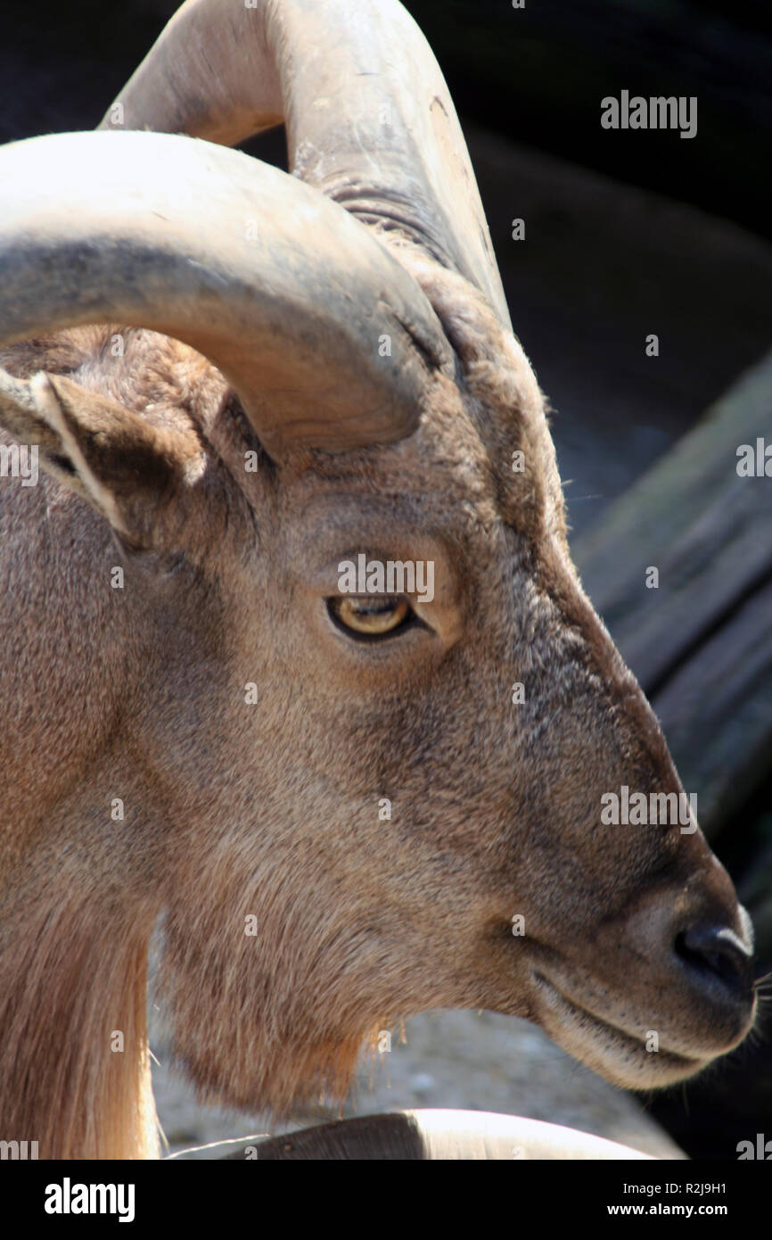 capricorn in portrait Stock Photo - Alamy