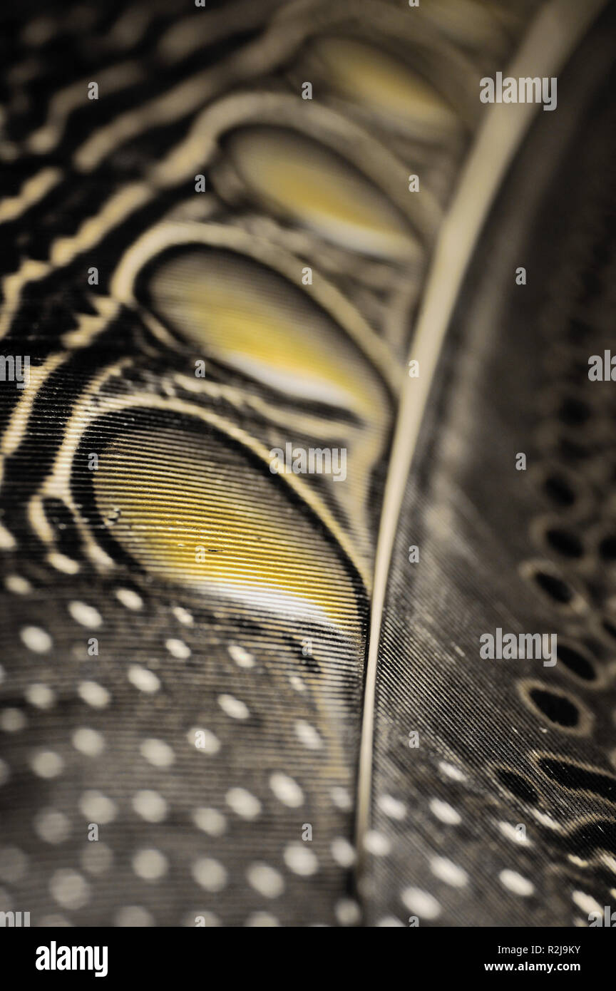 Argus eyes hi-res stock photography and images - Alamy