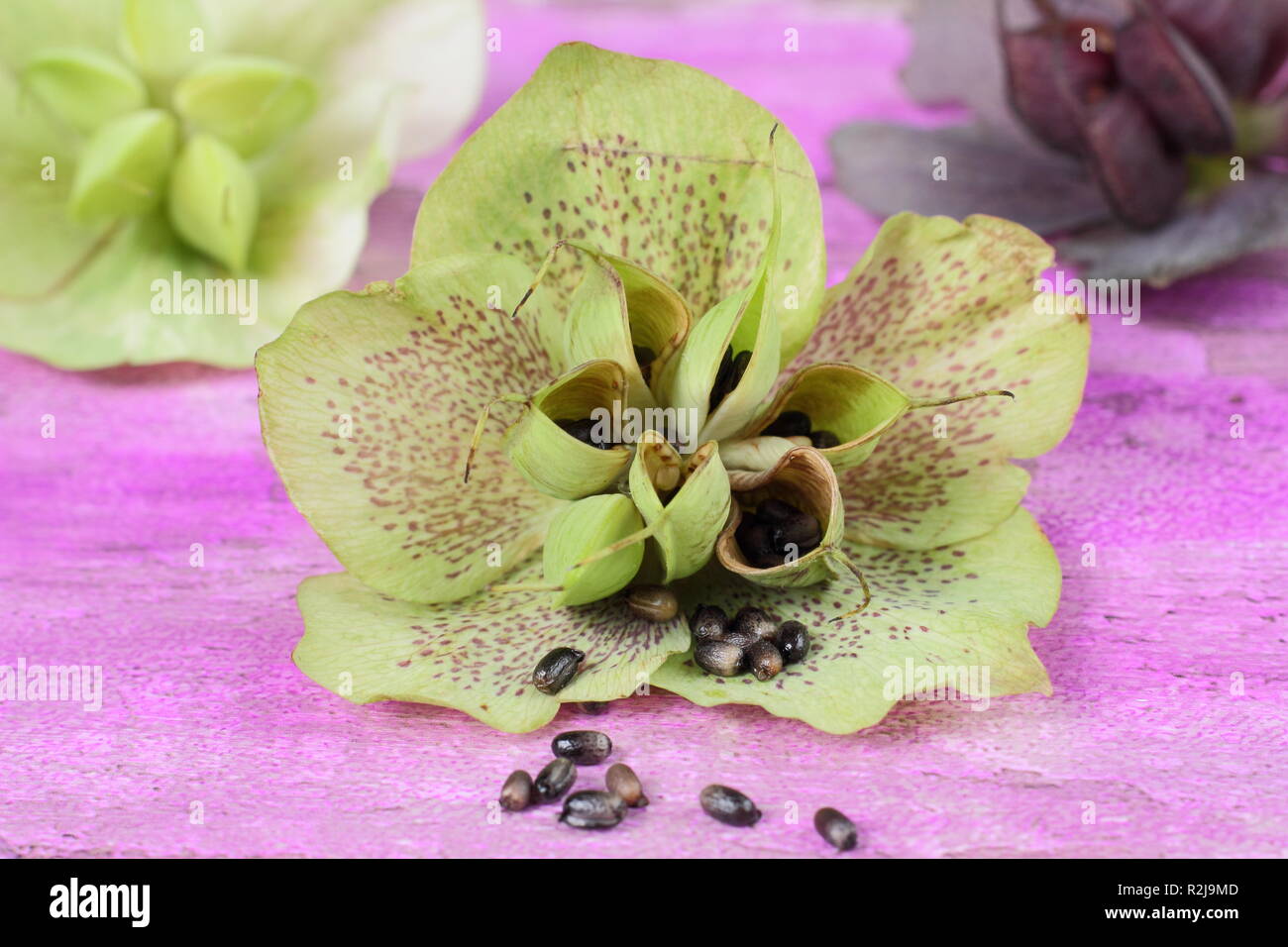 Helleborus x hybridus. Collecting hellebore seed from swollen pods ...