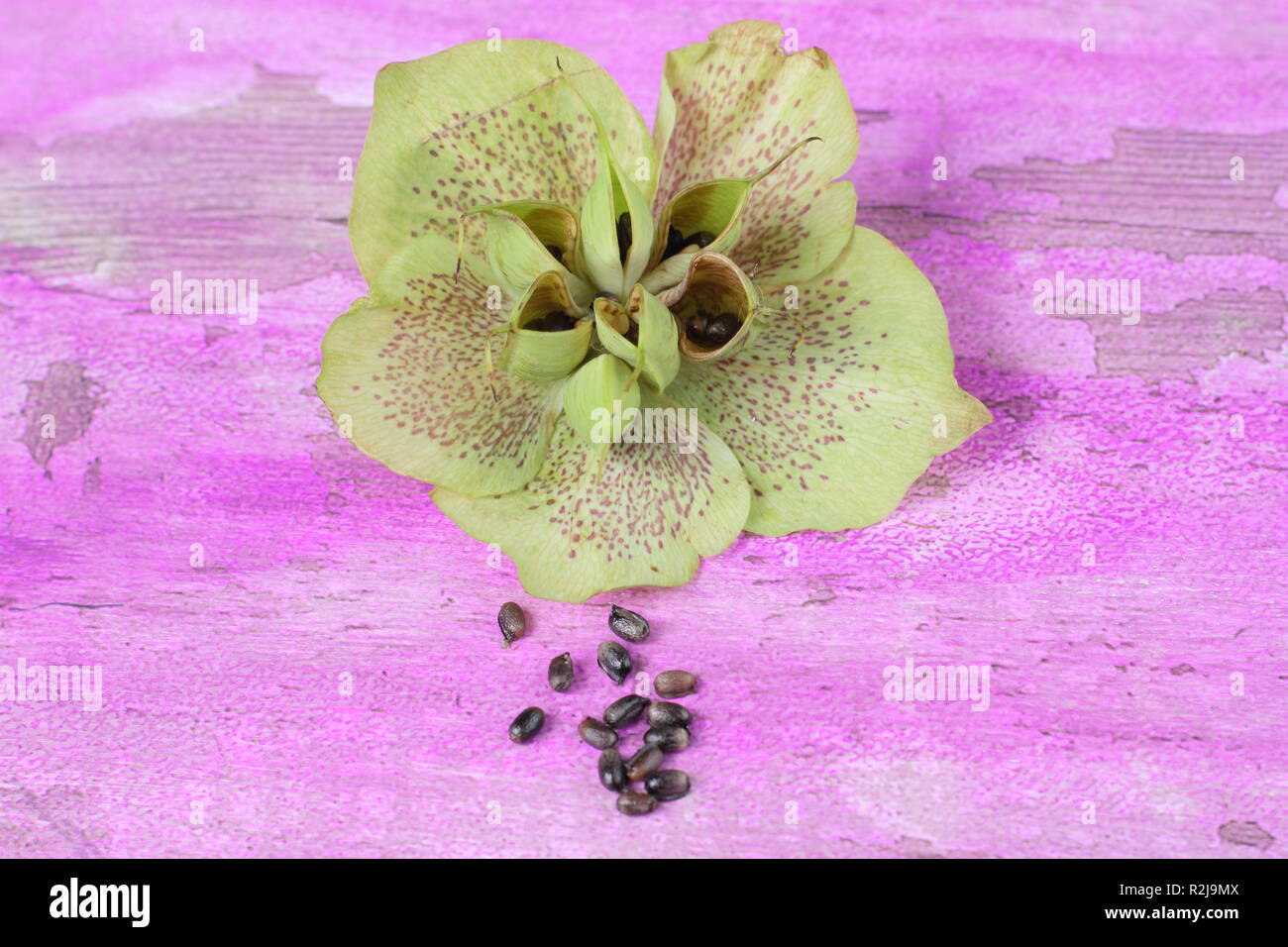 Swollen seed hi-res stock photography and images - Alamy