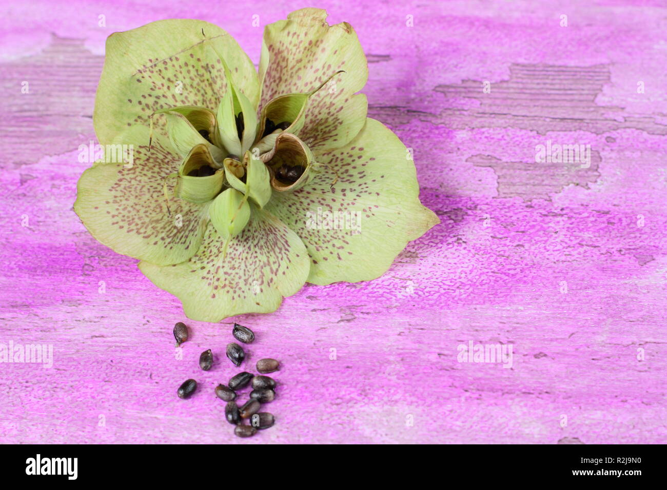 Swollen seed hi-res stock photography and images - Alamy