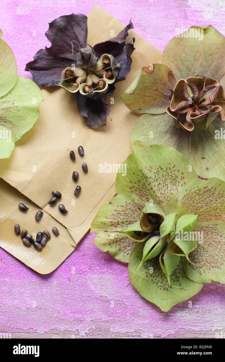 Helleborus x hybridus. Collecting hellebore seed from swollen pods ...