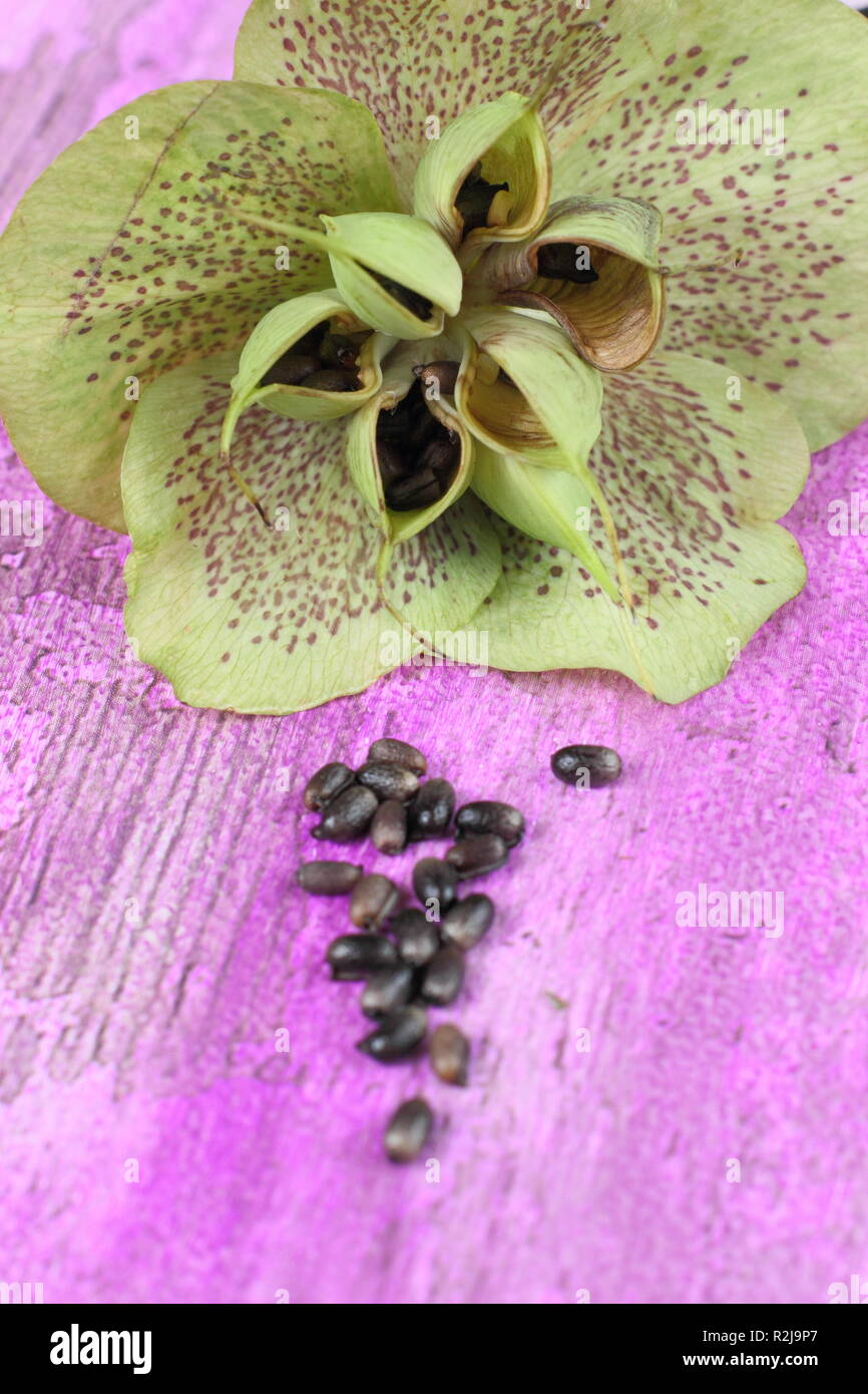 Hellebore Seed Pod High Resolution Stock Photography and Images - Alamy