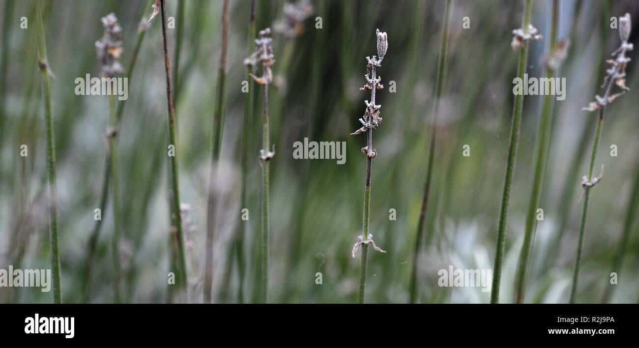 Grassy stalk hi-res stock photography and images - Alamy