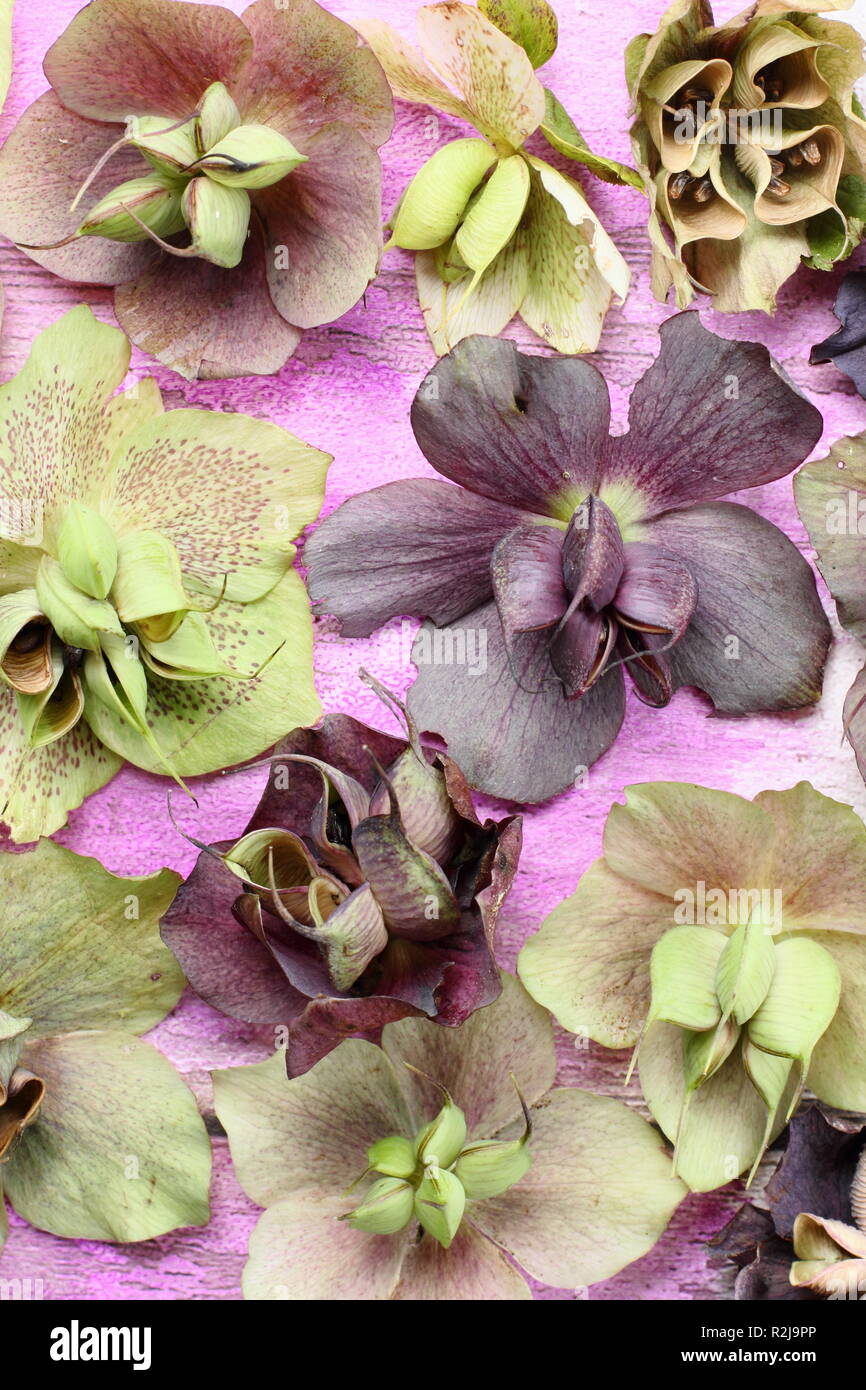 Swollen seed pods hi-res stock photography and images - Alamy