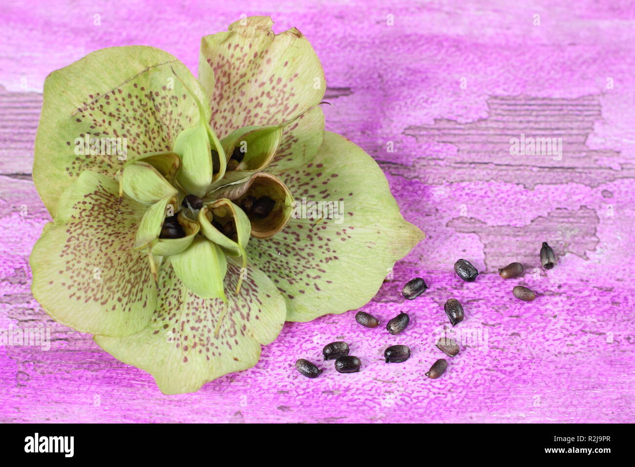 Helleborus x hybridus. Collecting hellebore seed from swollen pods ...