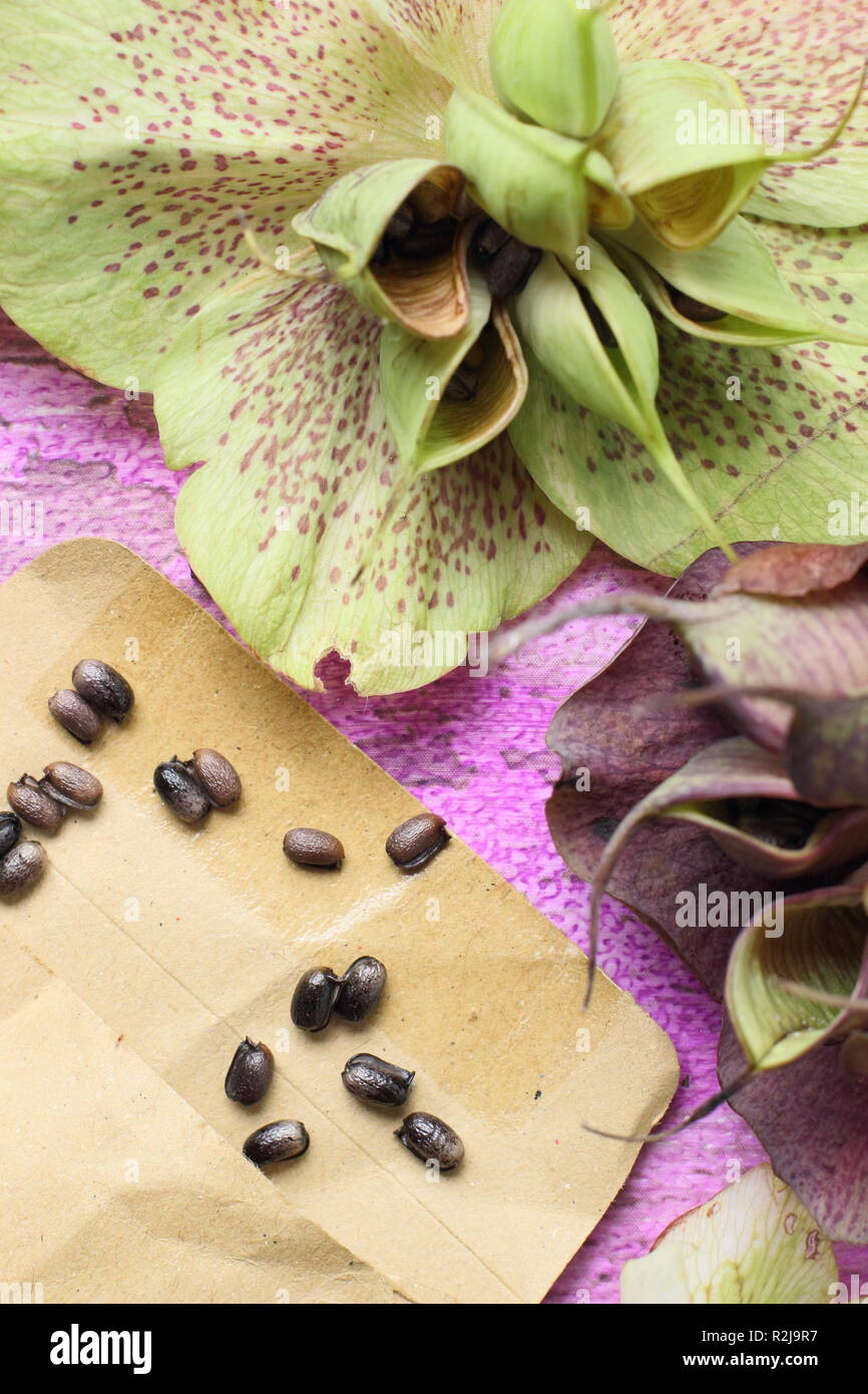 Helleborus x hybridus. Collecting hellebore seed from swollen pods ...