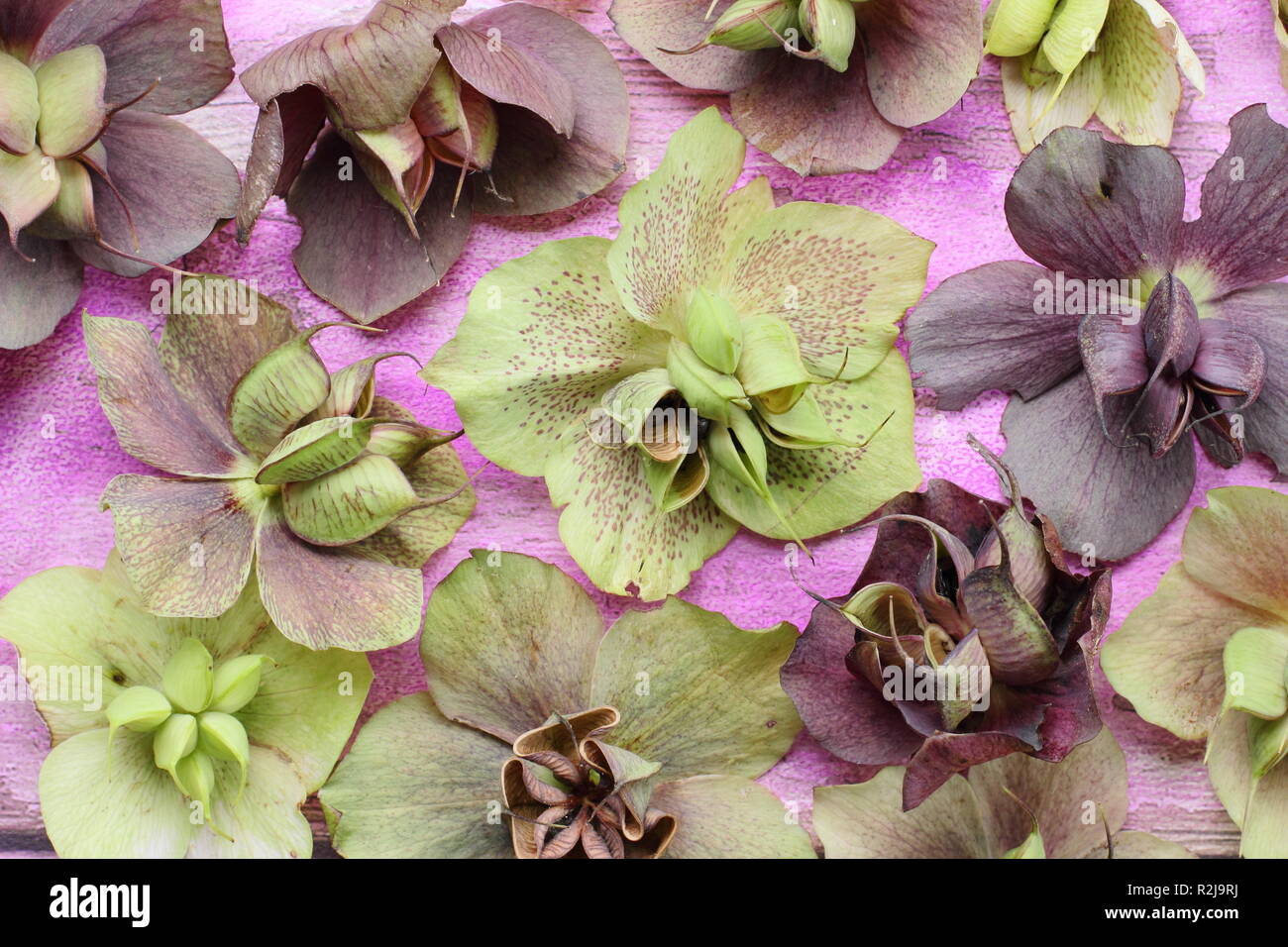 Helleborus x hybridus. Collecting hellebore seed from swollen pods ...