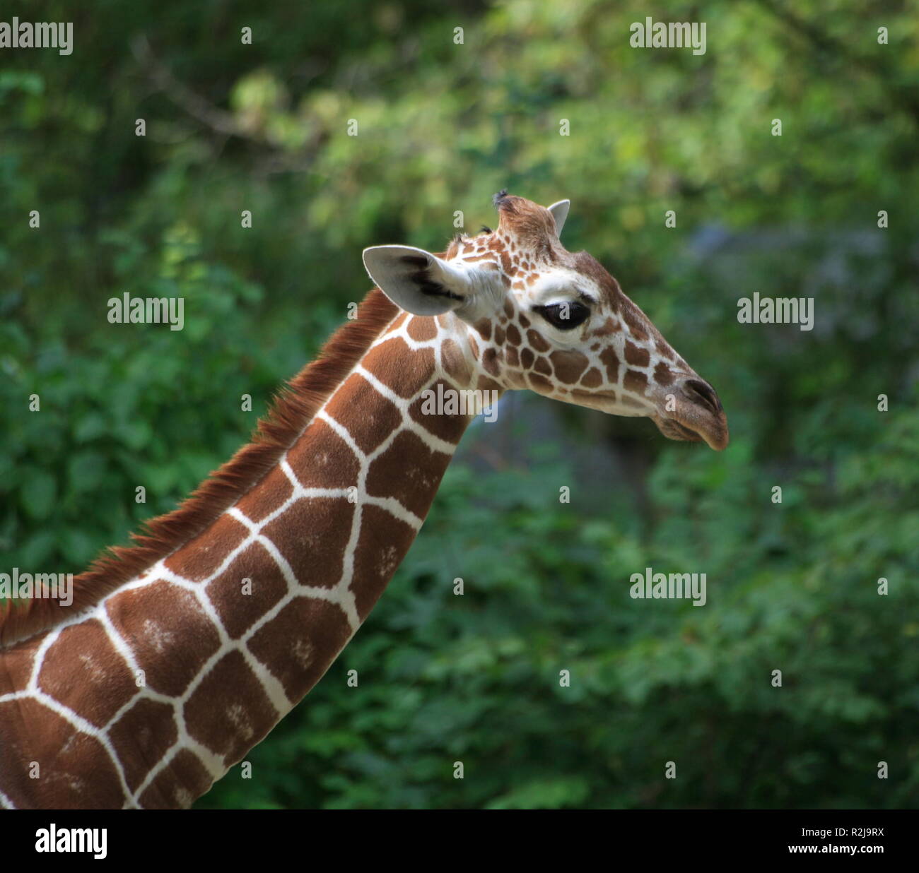 the long neck Stock Photo - Alamy