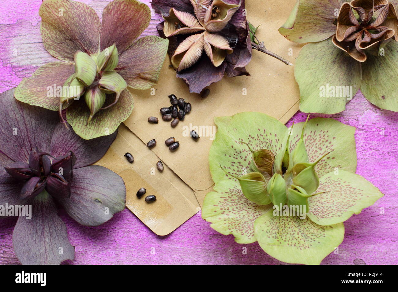 Helleborus x hybridus. Collecting hellebore seed from swollen pods ...