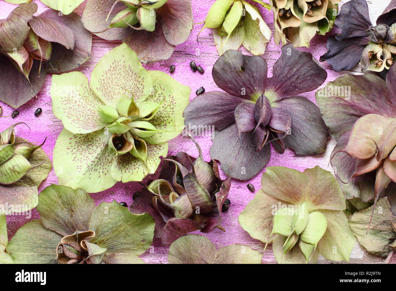 Helleborus x hybridus. Collecting hellebore seed from swollen pods ...