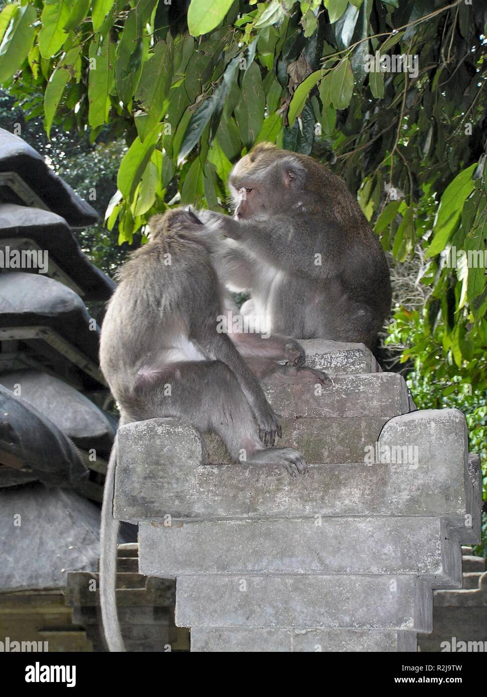 Animal care culture hi-res stock photography and images - Alamy