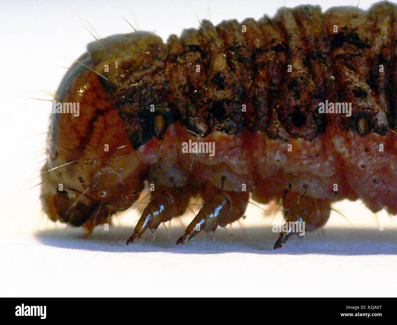 Caterpillar side view hi-res stock photography and images - Alamy