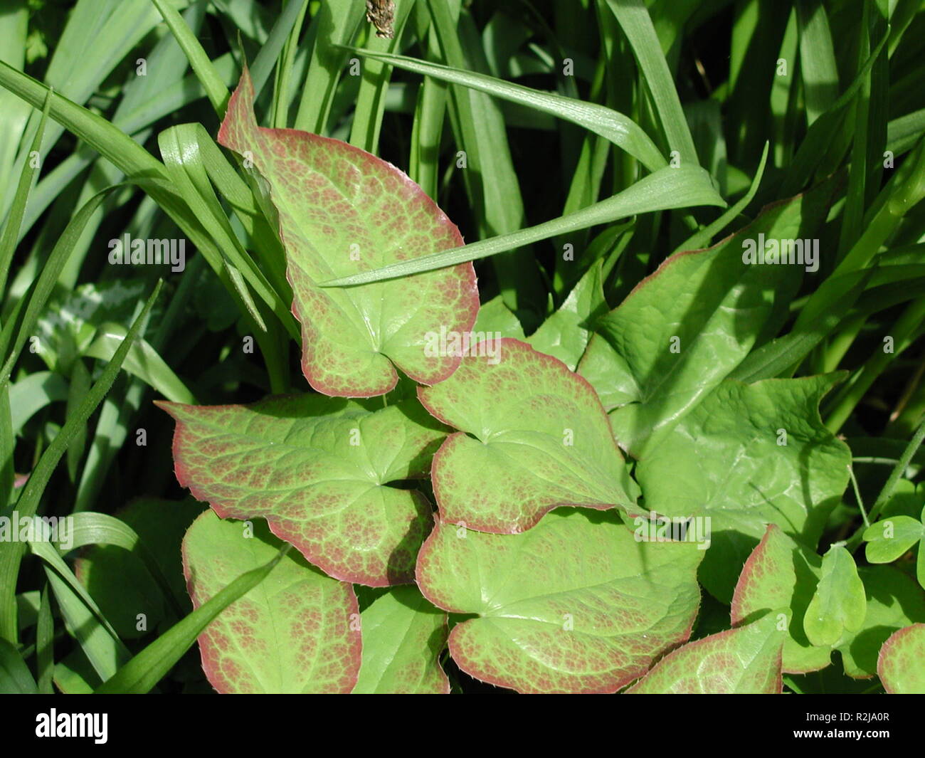 Elven flower hi-res stock photography and images - Alamy