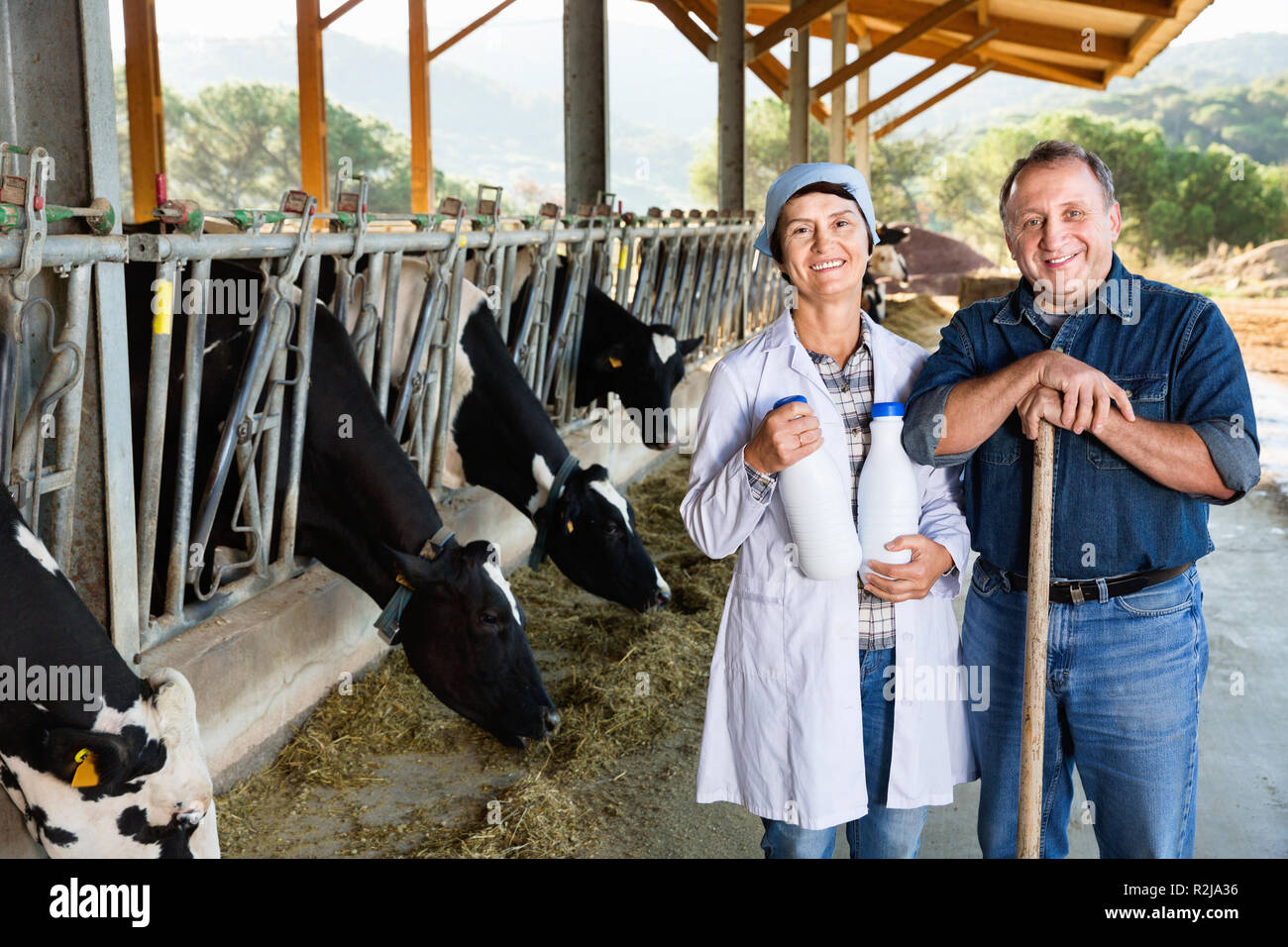 Adult cheerful positive smiling couple are standing near cows at the ...