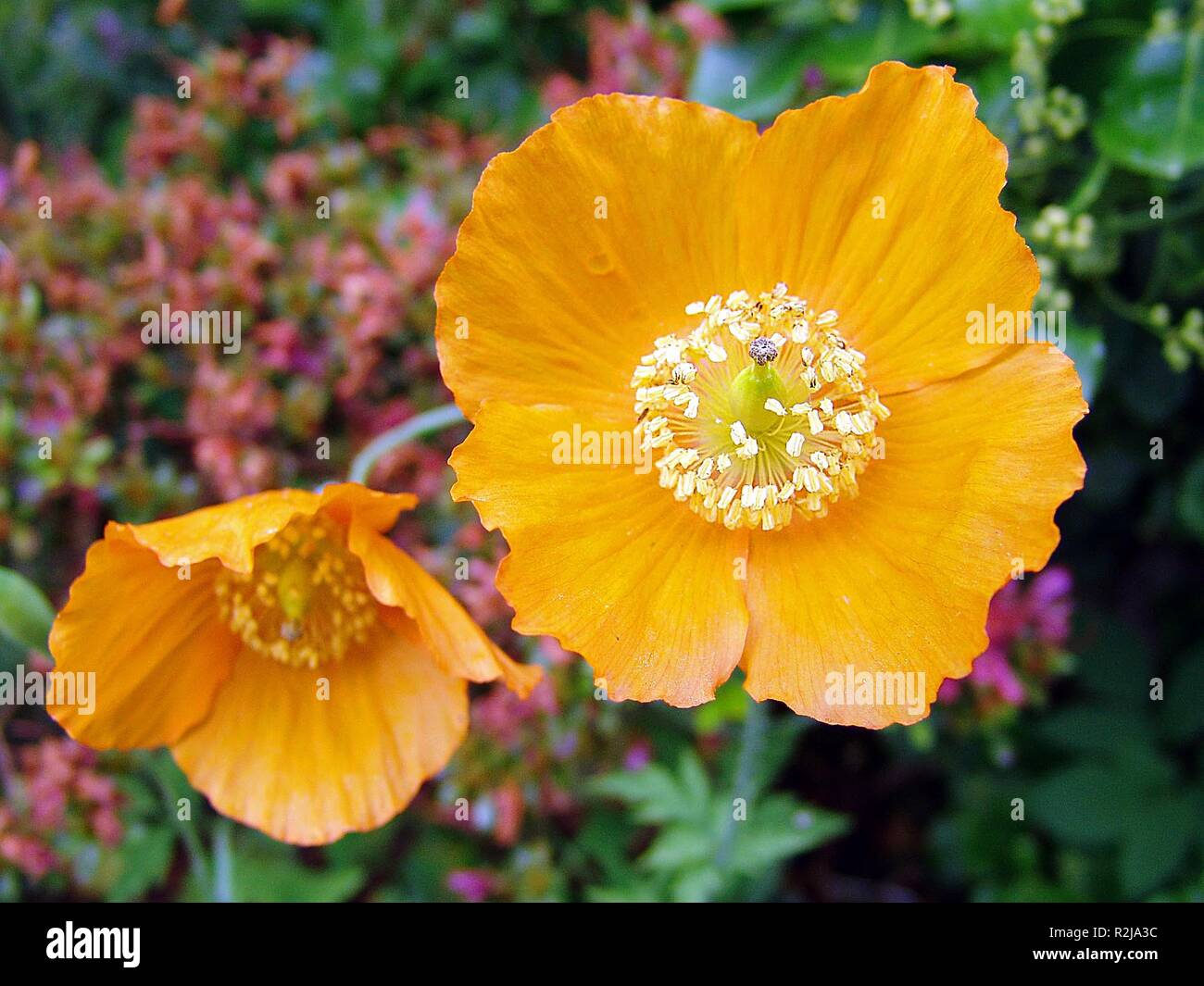orange yellow poppy Stock Photo - Alamy