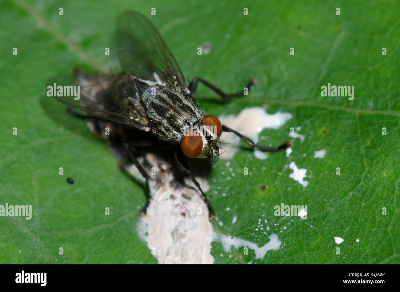 Flesh Fly, Family Sarcophagidae, probing bird dropping Stock Photo - Alamy