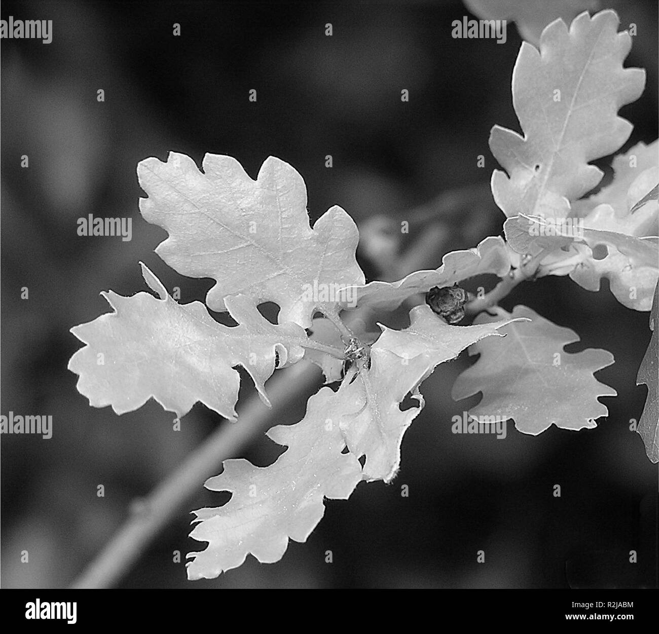 Symbol of constancy Black and White Stock Photos & Images - Alamy