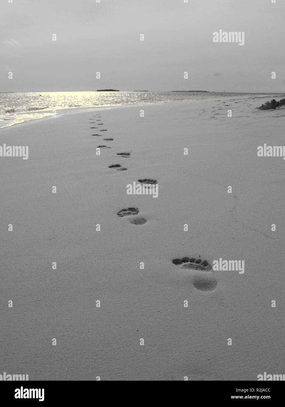 tracks into the sea Stock Photo - Alamy