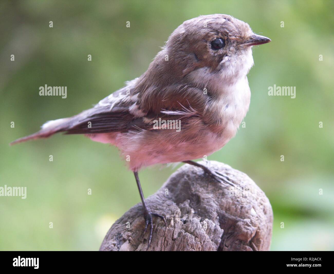 Spotted flycatcher flying hi-res stock photography and images - Alamy