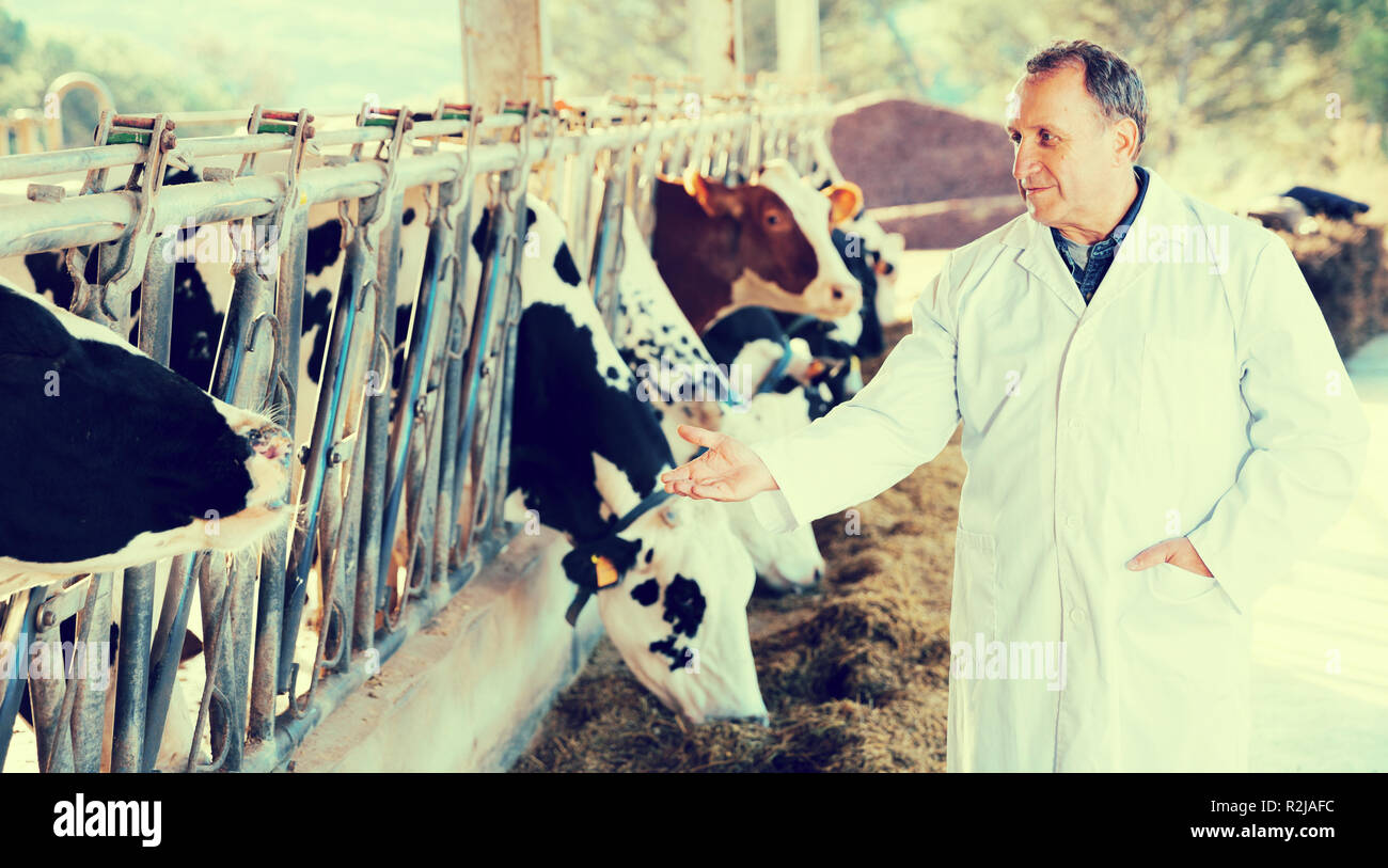 Portrait of man quality expert who is standing at the cow farm Stock ...