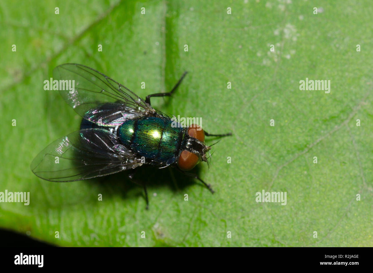 Blow Fly, Lucilia sp., female Stock Photo - Alamy