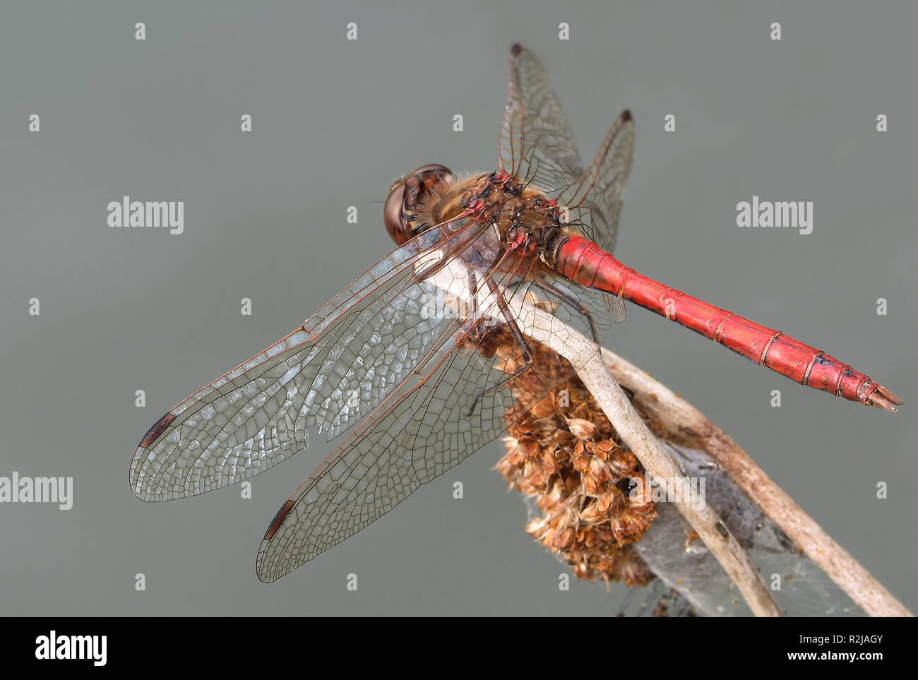 Wasserinsekt hi-res stock photography and images - Alamy
