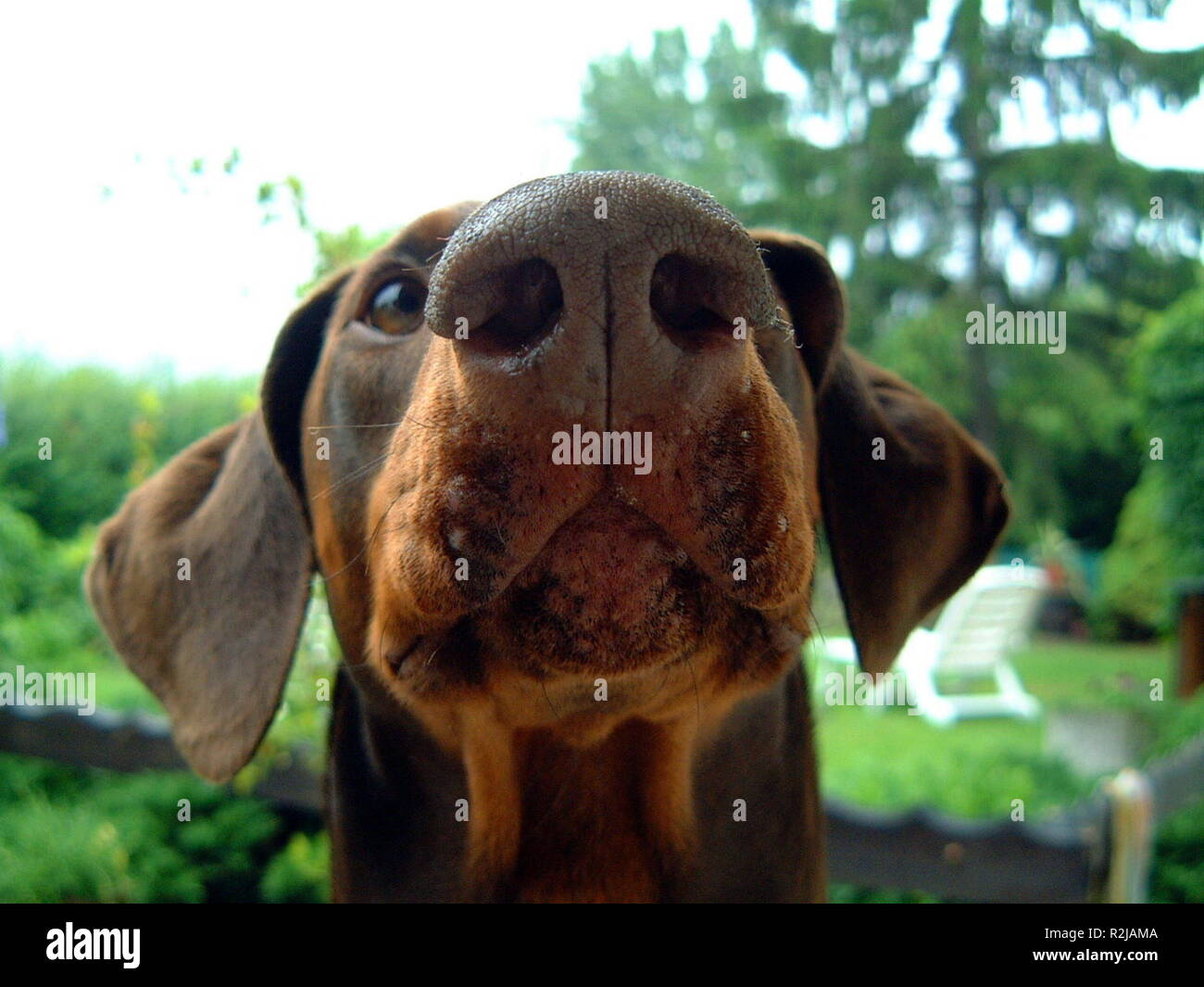 Doberman face hi-res stock photography and images - Alamy