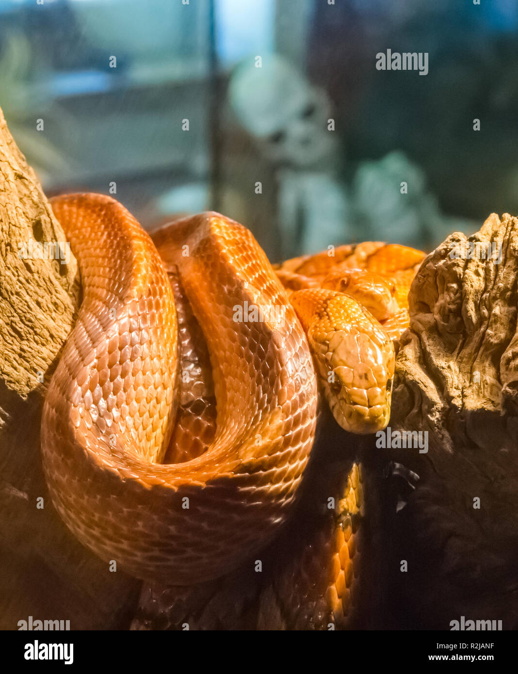 Corn snakes hi-res stock photography and images - Alamy