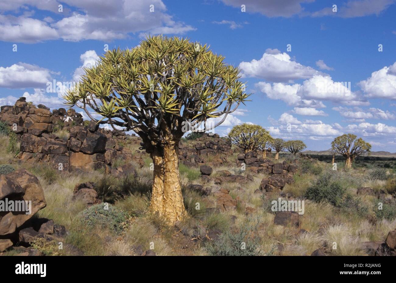 quiver tree in namibia Stock Photo - Alamy