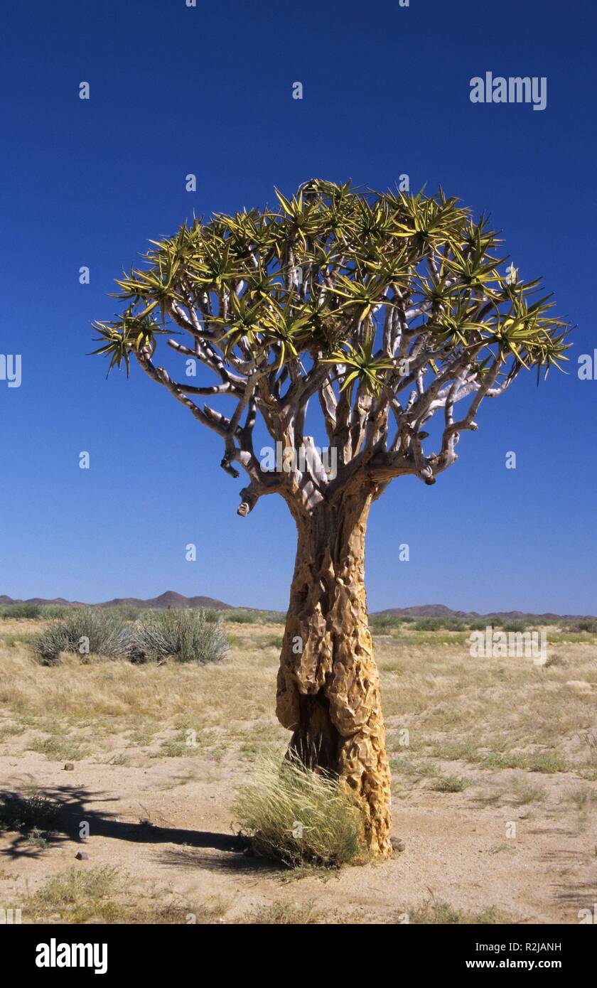quiver tree in namibia Stock Photo - Alamy