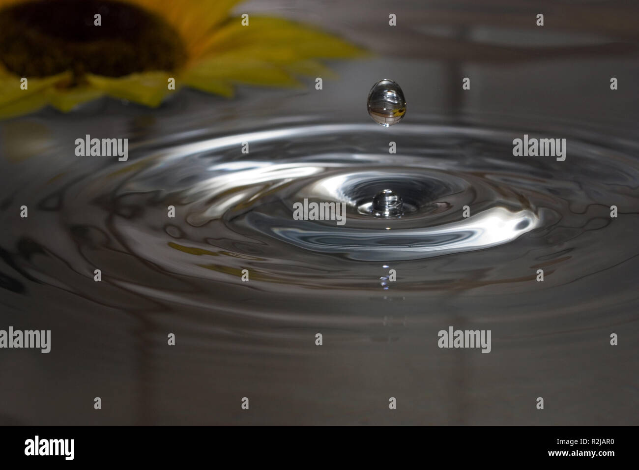 sunflower with water drops Stock Photo - Alamy