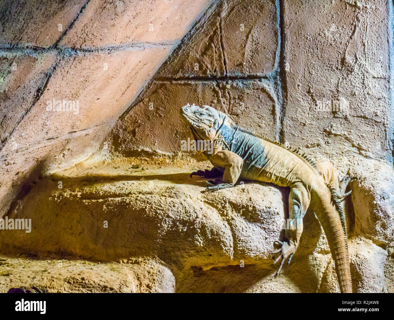 Rhino horned lizards hi-res stock photography and images - Alamy