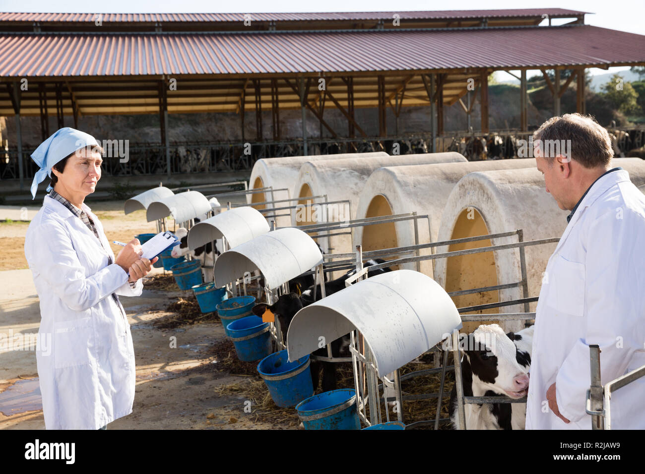 Quality experts are standing in uniform at the cow farm Stock Photo - Alamy