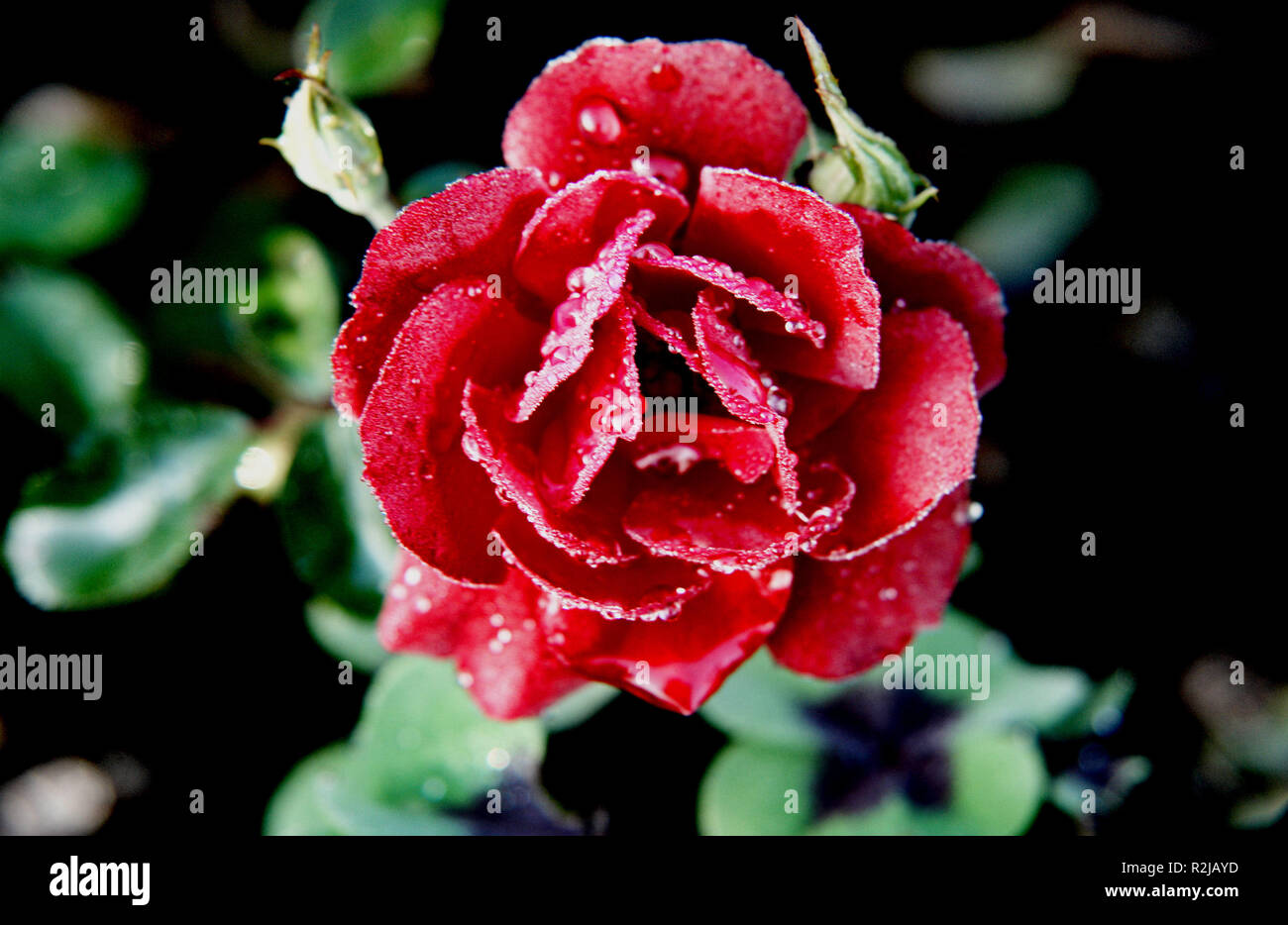 Gefrorene blume hi-res stock photography and images - Alamy
