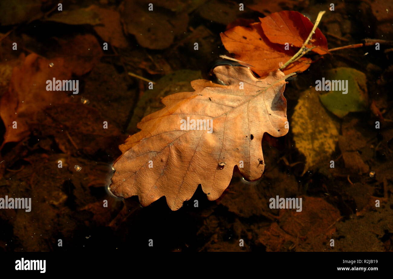 floating oak leaf Stock Photo - Alamy