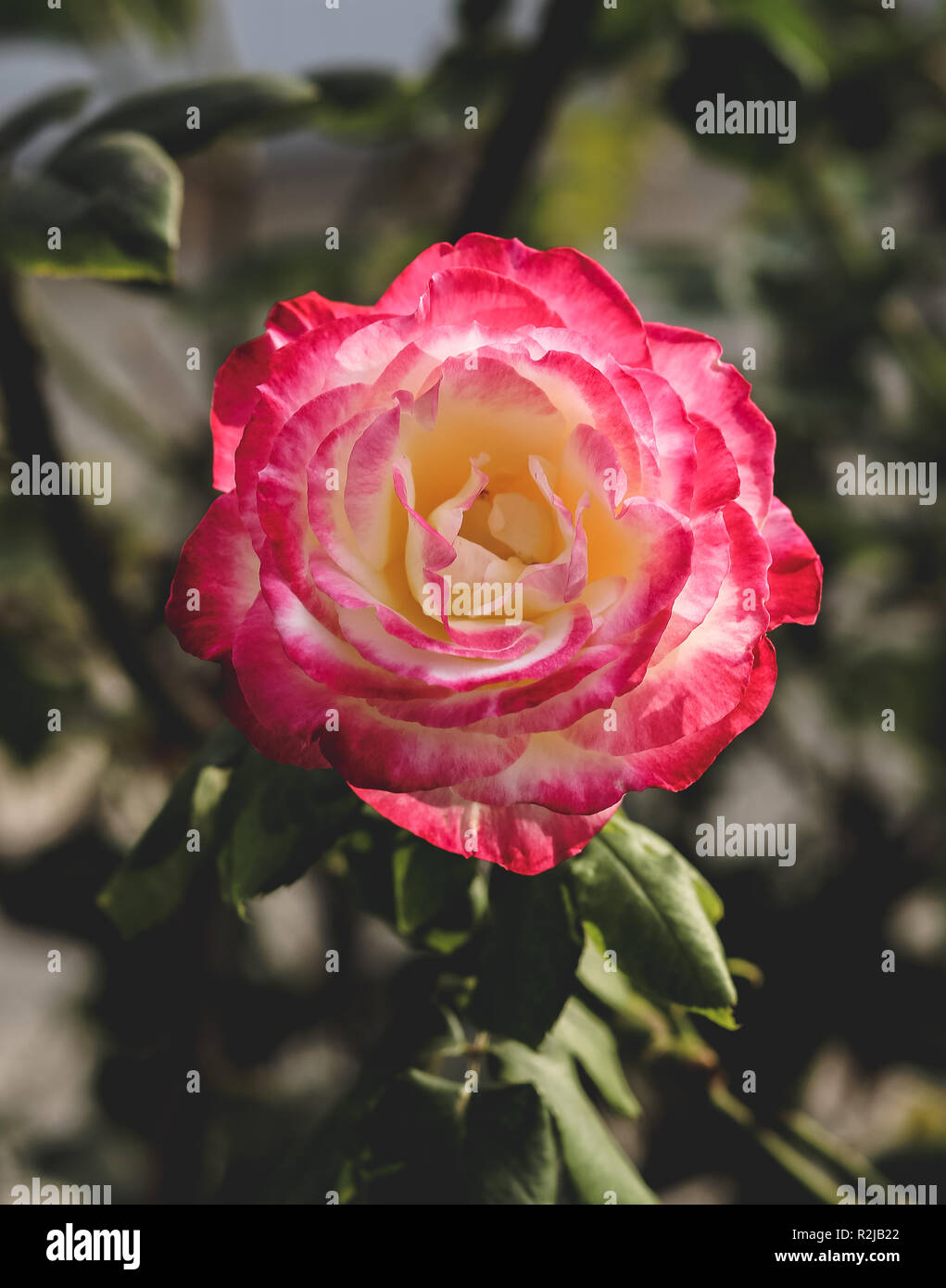 Red rose yellow center garden hi-res stock photography and images - Alamy