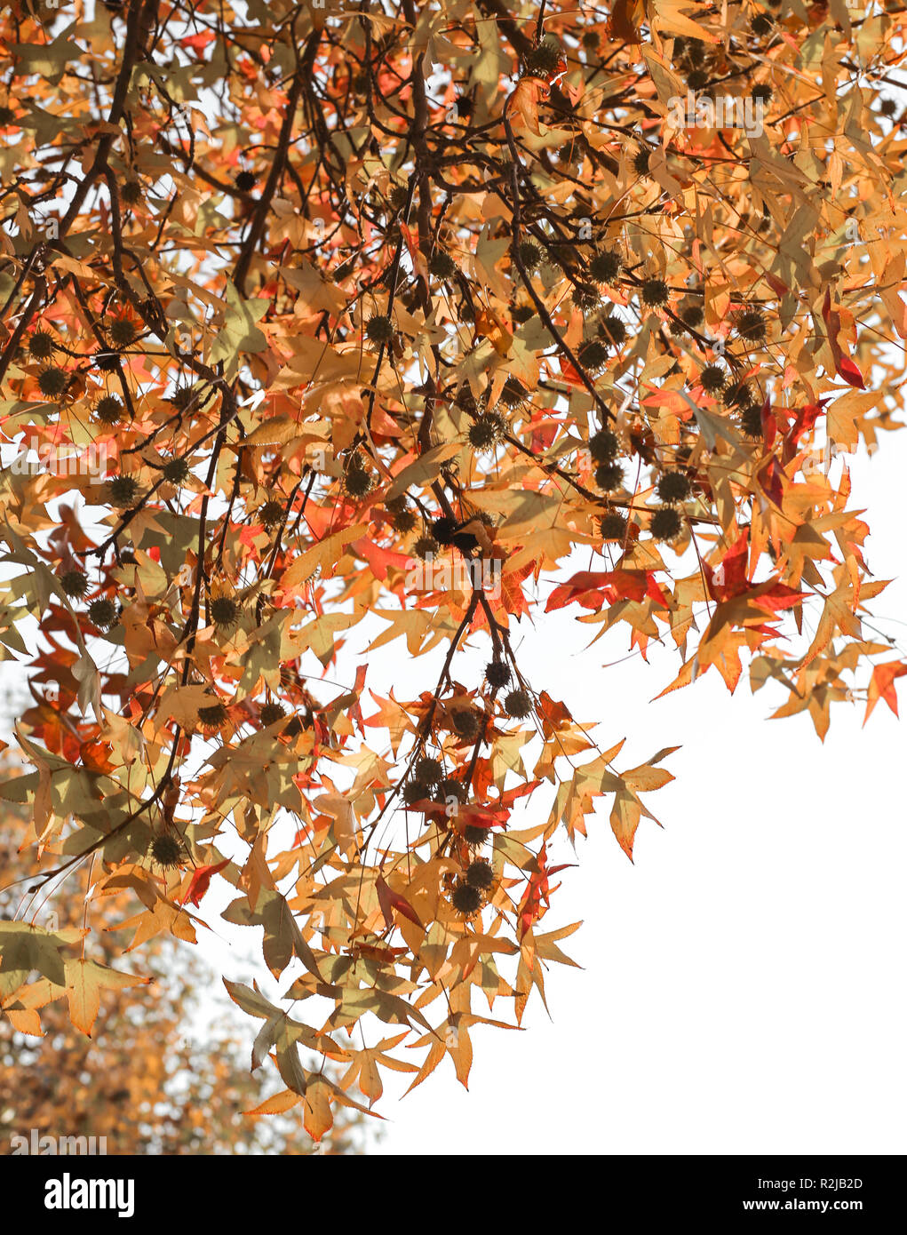 Orange autumn leaves hanging from branch Stock Photo - Alamy