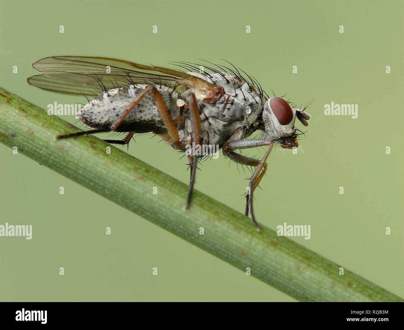 Helina sp hi-res stock photography and images - Alamy