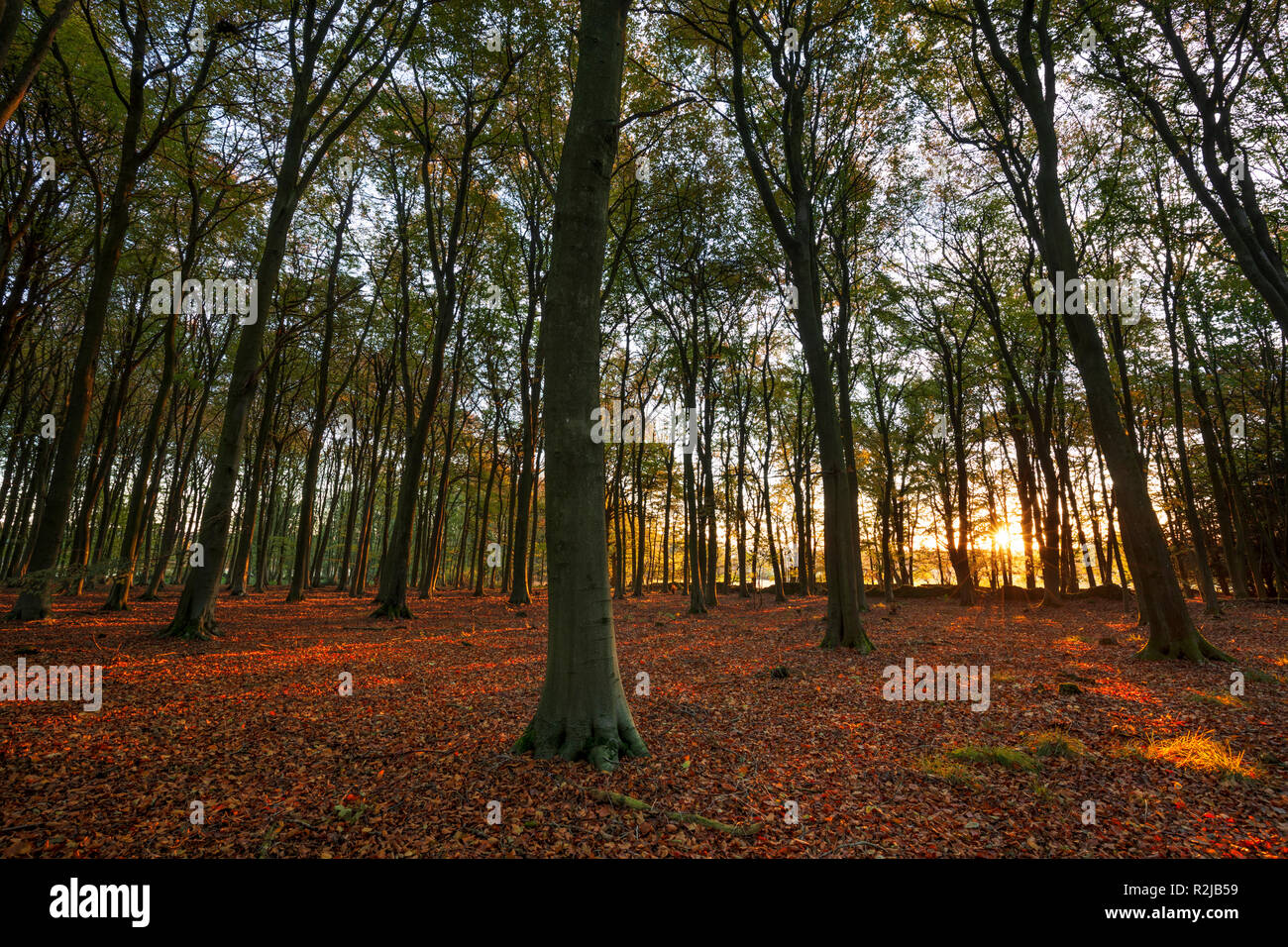 Beech wood colour hi-res stock photography and images - Alamy
