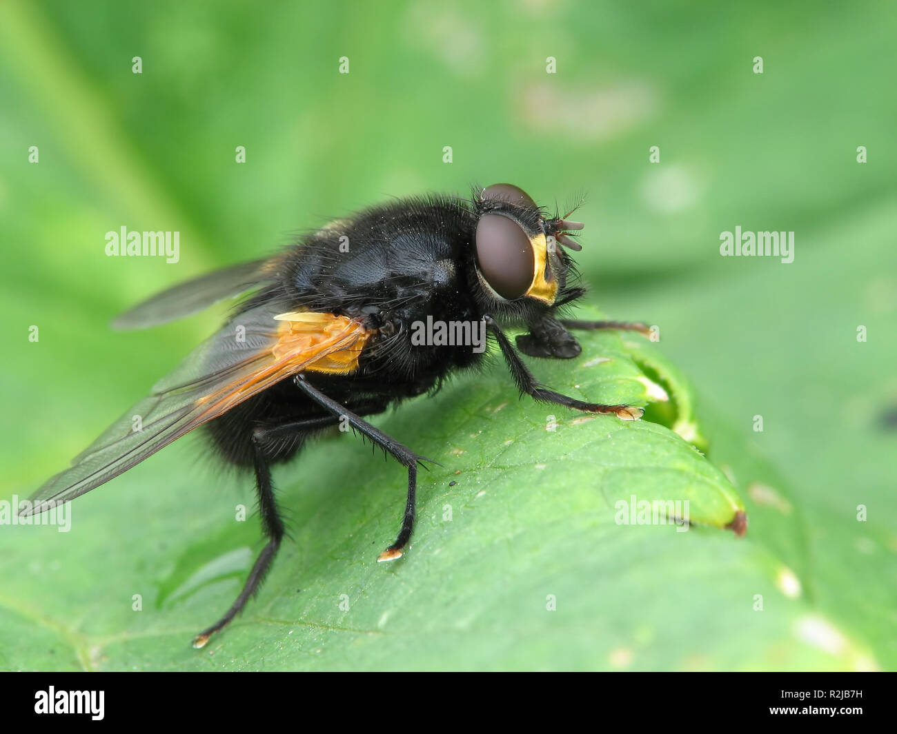 Cattle fly not cow hi-res stock photography and images - Alamy