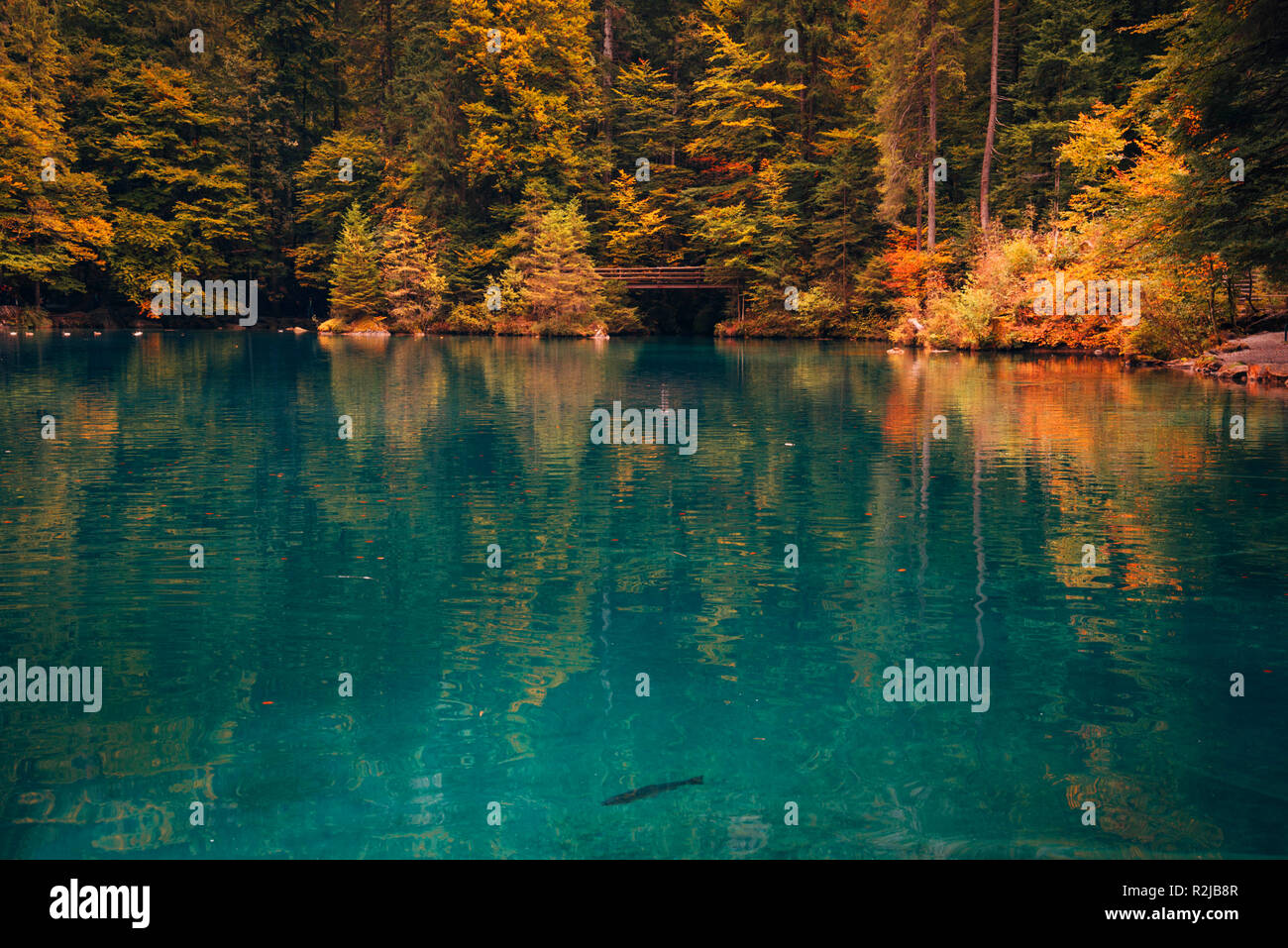 Autumn time at romantic forest lake Blausee, Switzerland Stock Photo ...