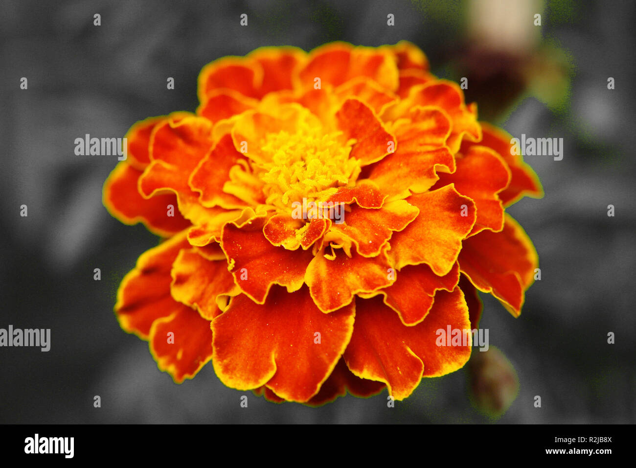 Firebloom hi-res stock photography and images - Alamy