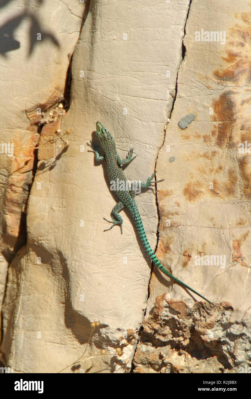 Emerald lizard lacerta viridis hi-res stock photography and images - Alamy
