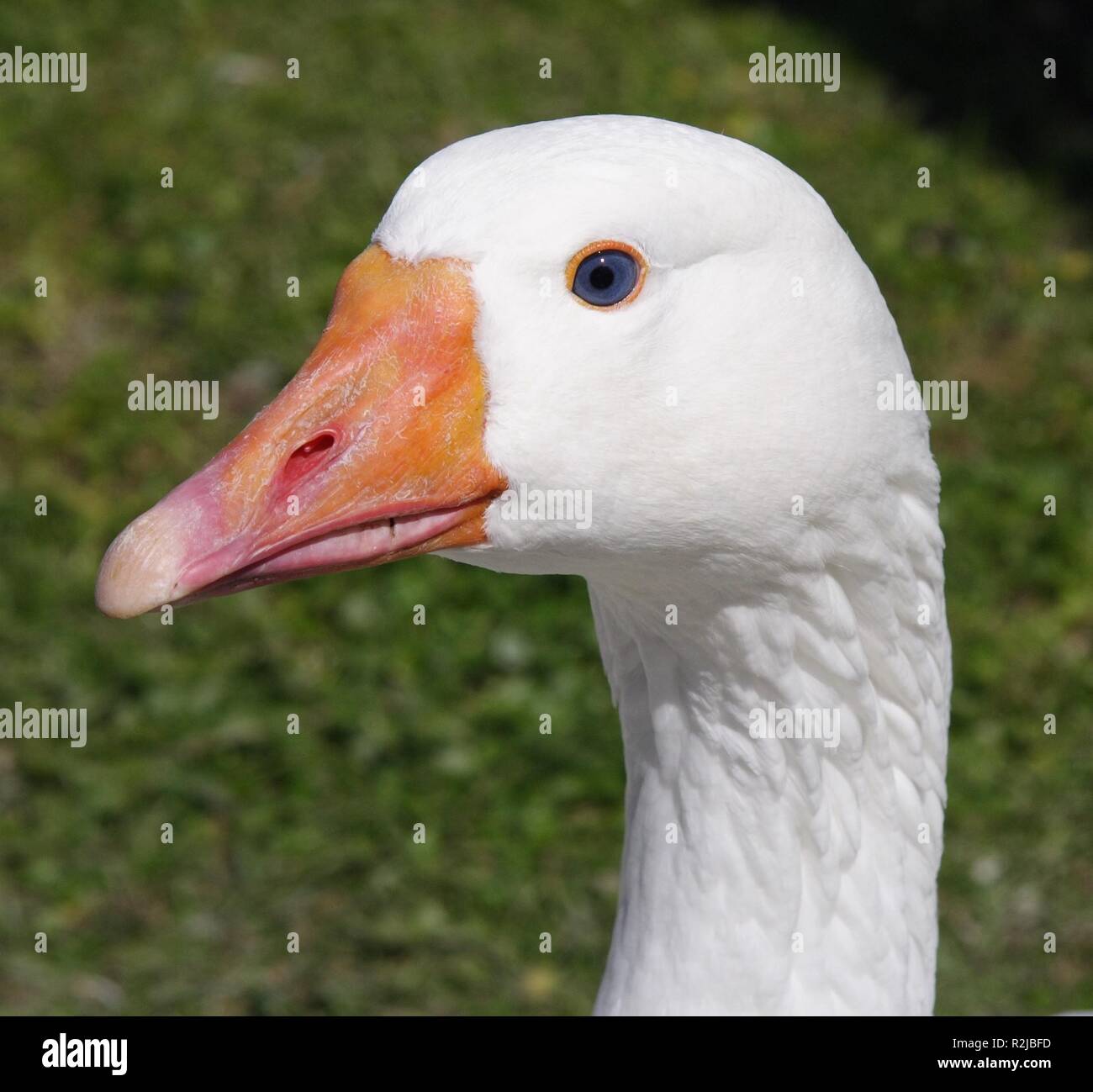 hans the goose Stock Photo - Alamy