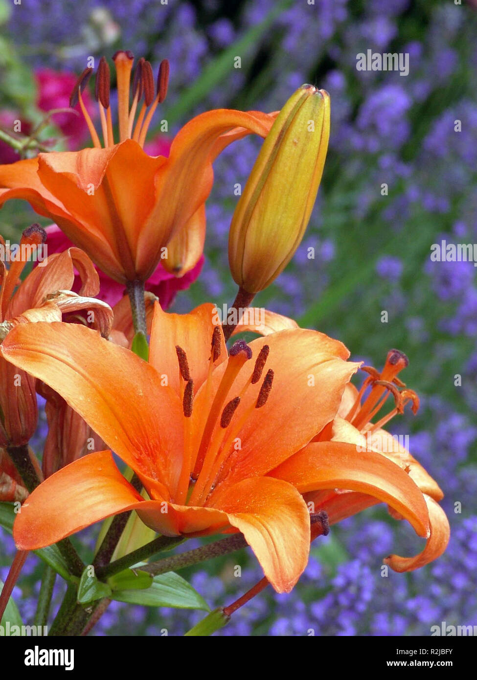 Lily noble hi-res stock photography and images - Alamy